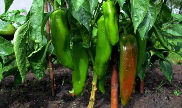 Que verduras e froitas poden ser ensambladas inmaduras