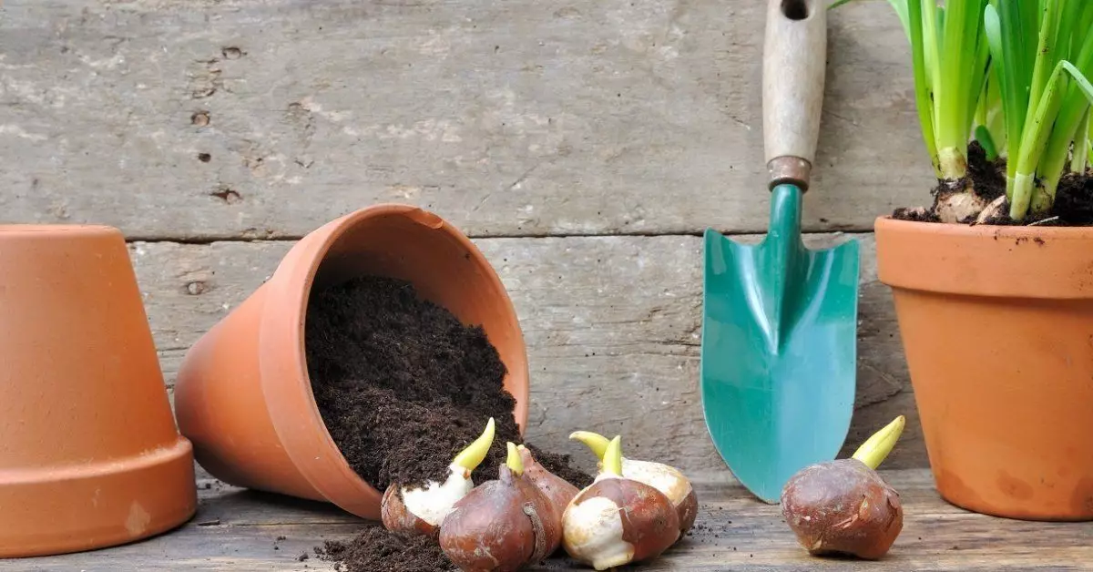 Wéini op transplantéieren Bulbus - Tulpen, Daffdiller, Lilien an aner Blummen