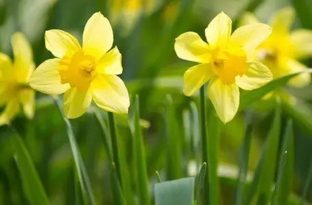 Thaum twg los hloov bulbous - tulips, daffodils, lilies thiab lwm yam paj 8358_13