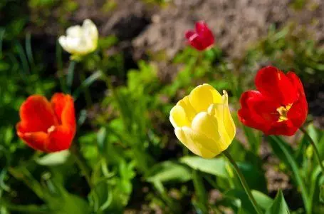 Thaum twg los hloov bulbous - tulips, daffodils, lilies thiab lwm yam paj 8358_4