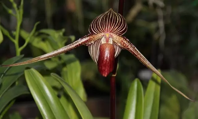 Orchid Pafiopedulum Rothschildianum (Paphiopedilum Rothschildianum)