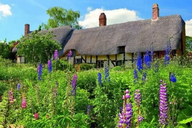 Lupins at dolphiniums.