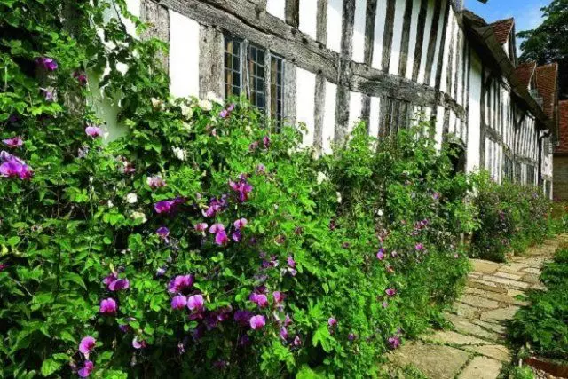 Japanese Rank On Farm Mary Arden.