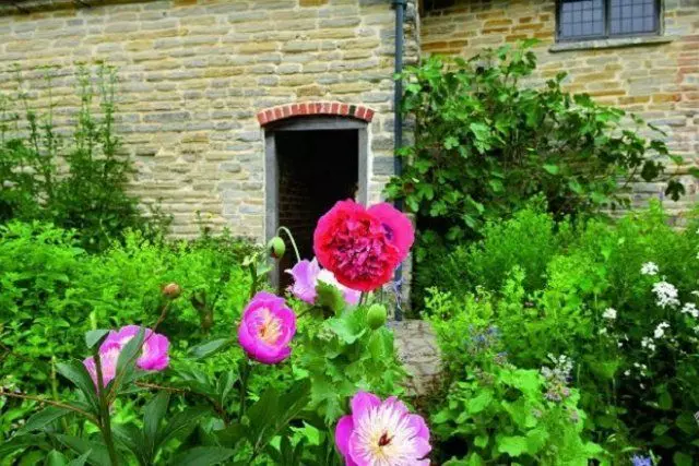 શેક્સપીયર બગીચામાં peonies