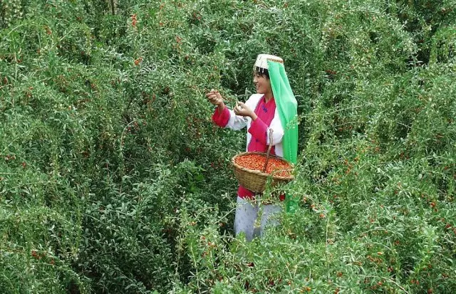 berries गोजी बेनिफिट लँडिंग काळजी गुन्हा