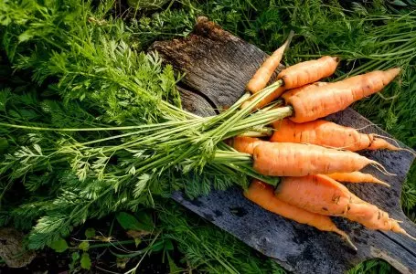 Znaleziono stare nasiona bez opakowań - jak określić, jaki rodzaj rośliny? 8370_30