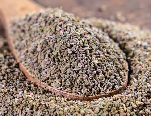 Seeds of parsley photo.