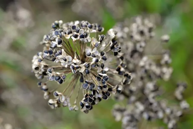 Graines d'oignon de la photo de tache