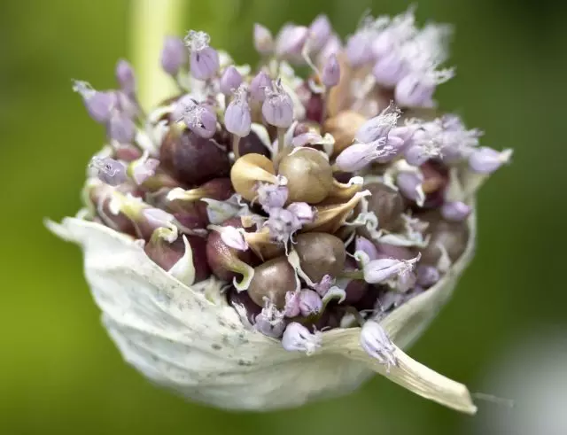 Garlic seeds photo