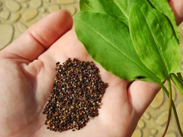 Awọn irugbin sorrel fọto