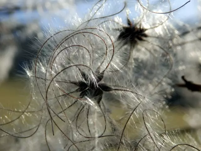 Clematis seeds photo