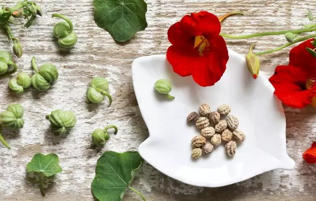 Nasturtium புகைப்படங்கள் விதைகள்