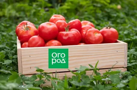 6 variedades de tomates que podem ser armazenadas antes do ano novo