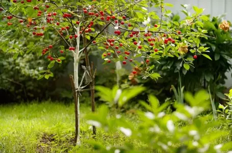 Dan om de fruitbomen in augustus te voeden 8378_6