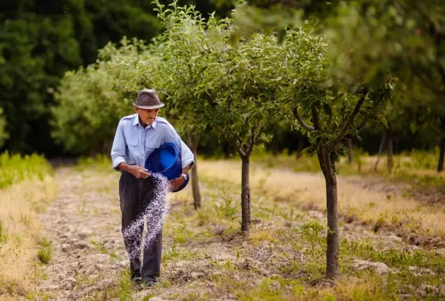 Tuinman vruchten fruitbomen