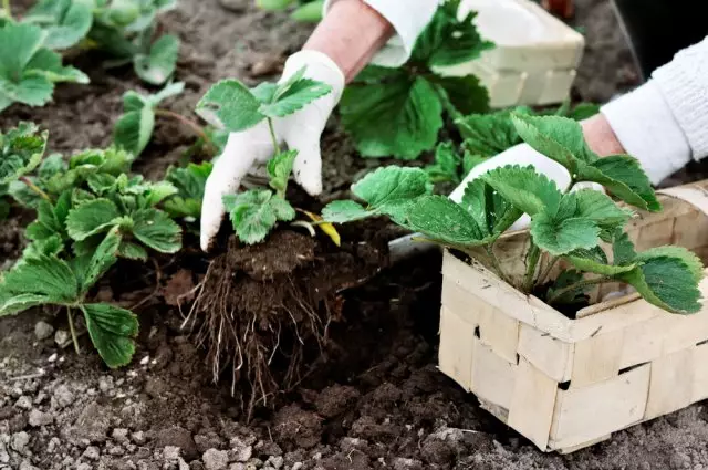 30 cases that need to be done in the garden, garden and flower bed in August