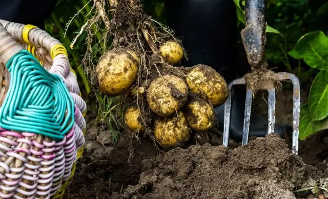 30 kes yang perlu dilakukan di taman, taman dan katil bunga pada bulan Ogos 8379_17