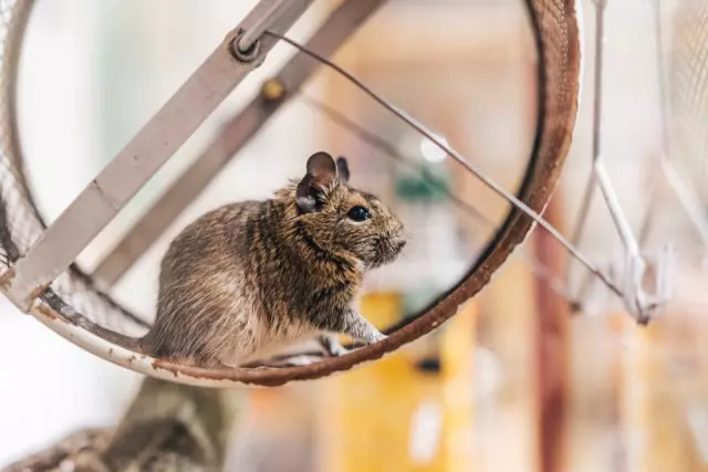 Degu.