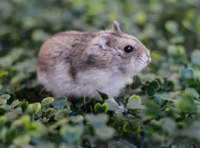 Kinesisk hamster.