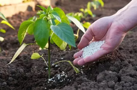 How to collect pepper seeds