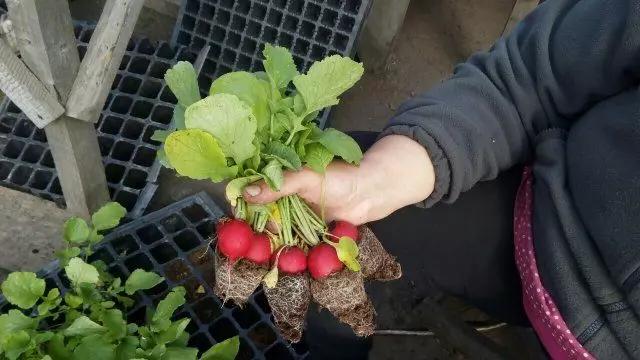 Radish groeid mei biologyske produkten