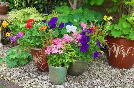 How to care for container plants at the end of summer