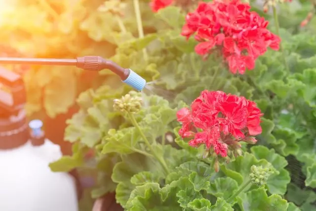 Spray Geranium.