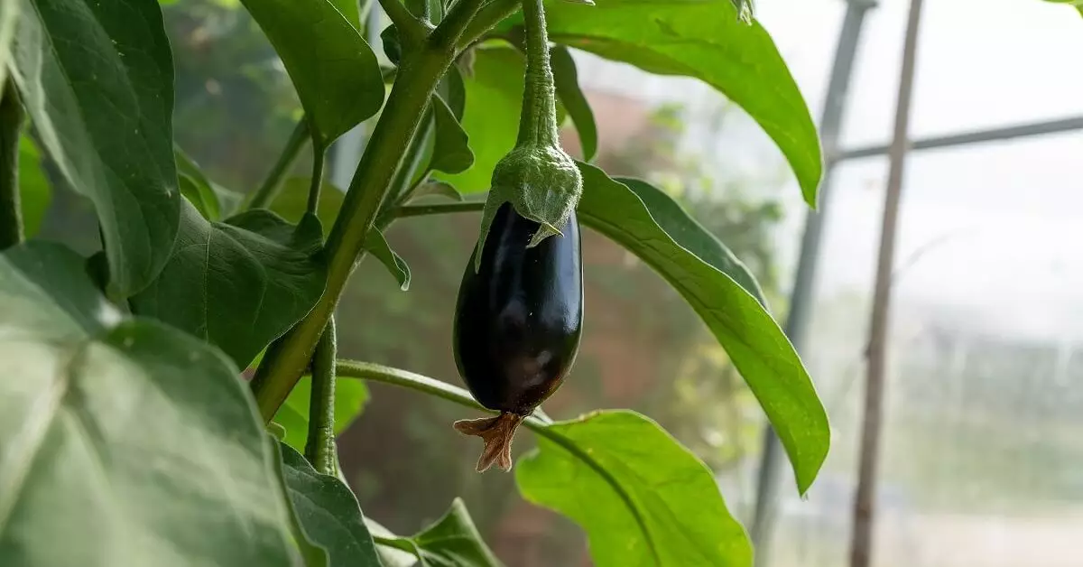 Wéi wuesse rau Egplanten am Treibhause