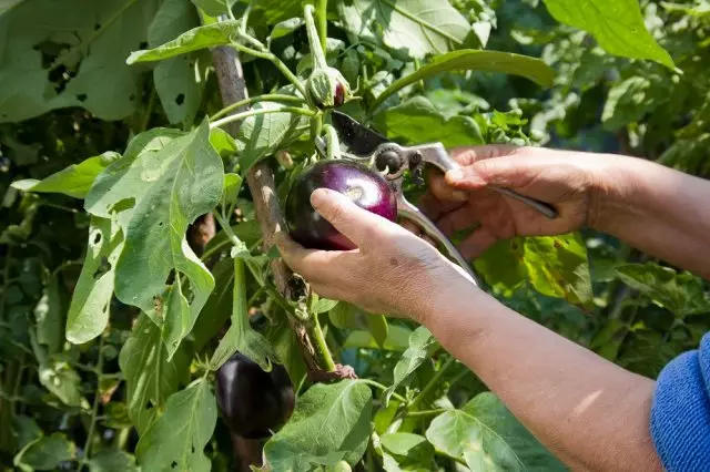 Naine käed koristamise baklažaanid pruneriga aias