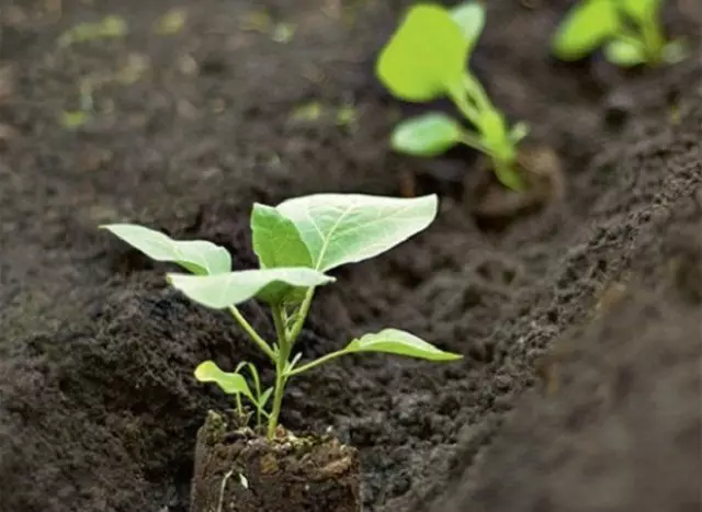 Como cultivar berinjelas na estufa 839_6