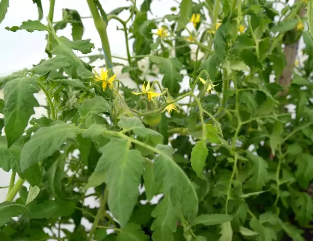 Lehdet kiertyvät tomaatti kasvihuoneessa