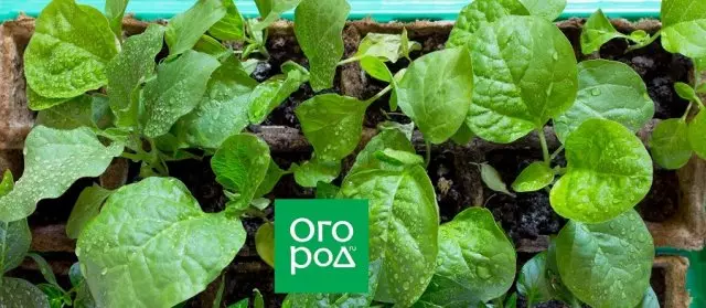 ବିହନ ବୁଣାକାର ବ growing ୁଛି |