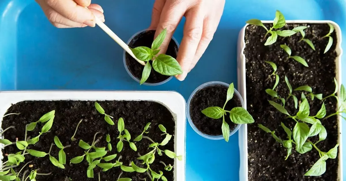 ماسٹر کلاس: مرچ seedlings اٹھا