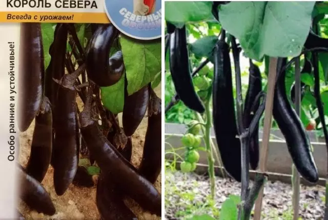 ກະສັດ eggplant ຂອງພາກເຫນືອ