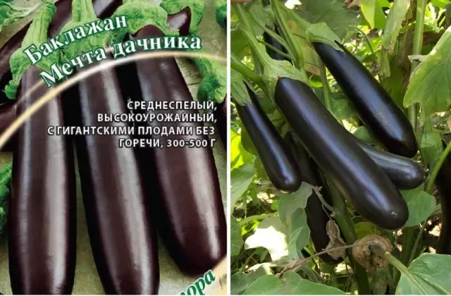 Eggplant ຝັນຝັນ ogorodnik