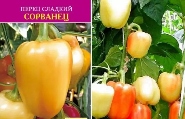variety of pepper Sorvain