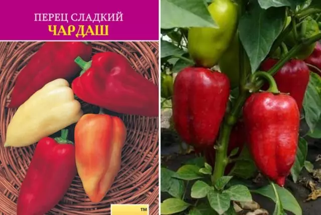 The variety of pepper Chardash