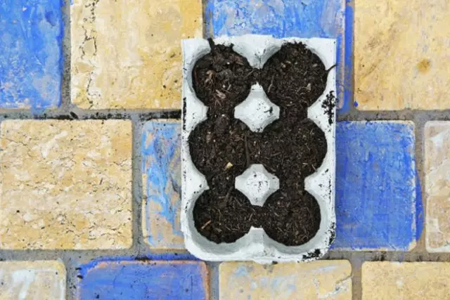 Sowing carrots in egg tray