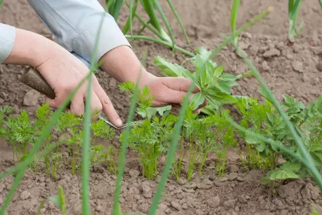 Combined crops of carrots and bow