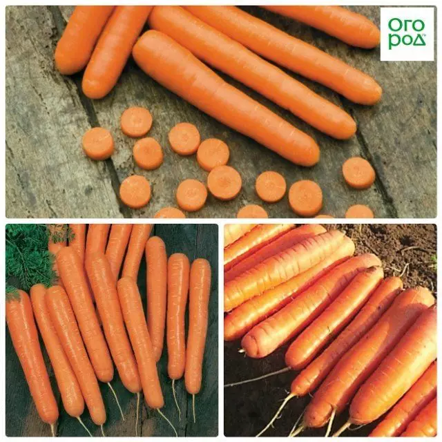 Bolero carrot f1.