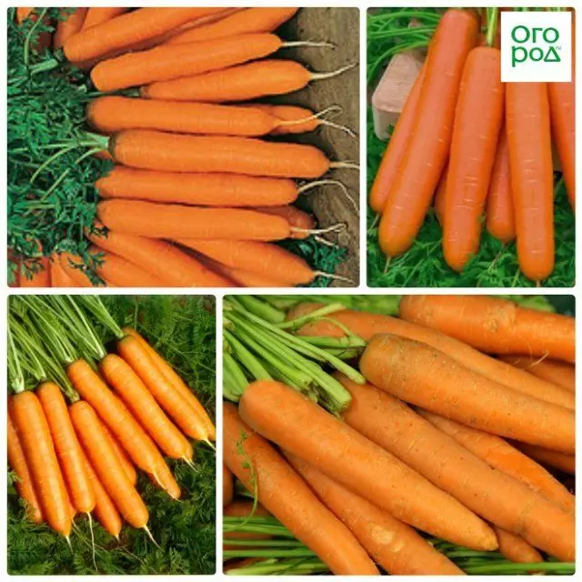 Caramel Carrot Variety.