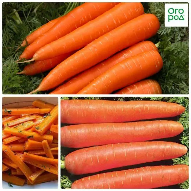 Honey Carrot Variety