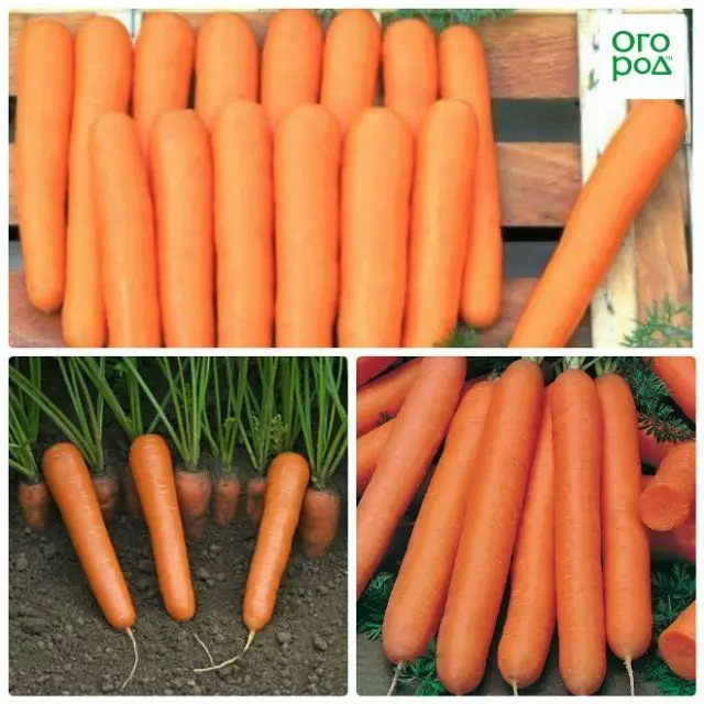 Maestro F1 Carrots