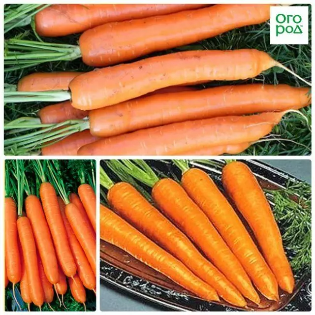 Carrot Emperor