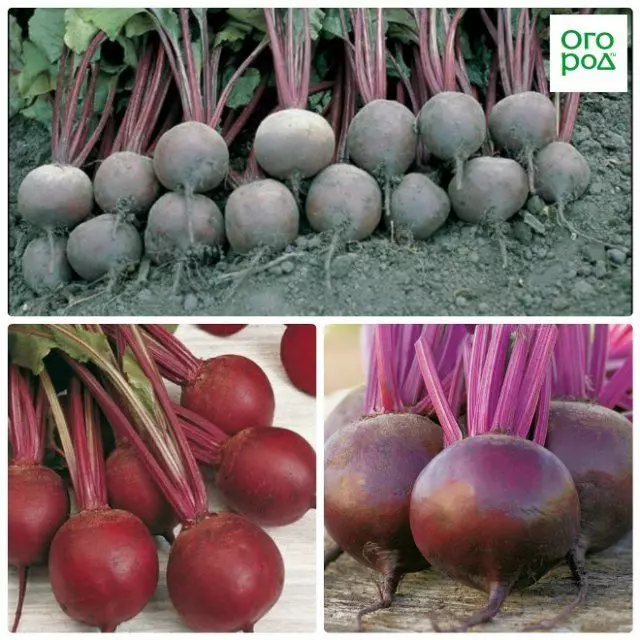 Beets Paŭlo