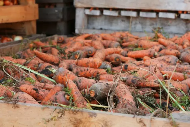 6 Nsogbu ndị nwere ike ime mgbe a na-eto eto carrots