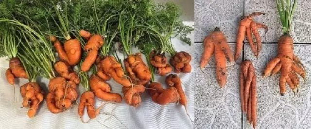 Curva Carrot.