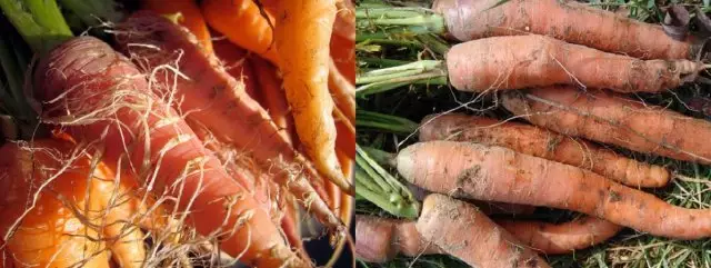 Carrot Hairy.