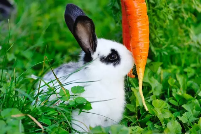 Rabbit con cenoria