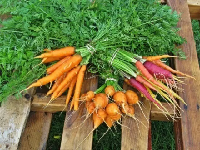 Cómo cultivar zanahorias en el mar, 4 pasos para una buena cosecha